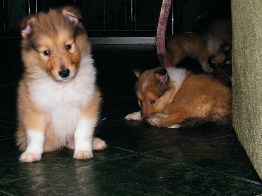 Poze cu caini rasa Collie Rough, anunturi vanzare catei de rasa