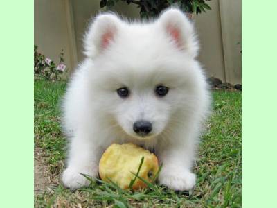 Vanzari caini de rasa Japanese Spitz, Pui Spitz Japonez