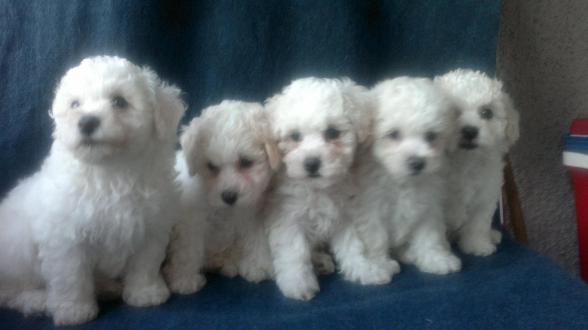Poze cu caini rasa Bichon Frise, anunturi vanzare catei de rasa