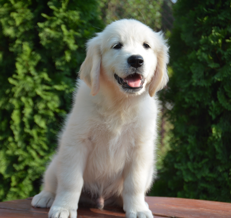 Poze cu caini rasa Golden Retriever, anunturi vanzare catei de rasa