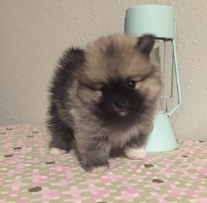 Poze cu caini rasa German Spitz, anunturi vanzare catei de rasa