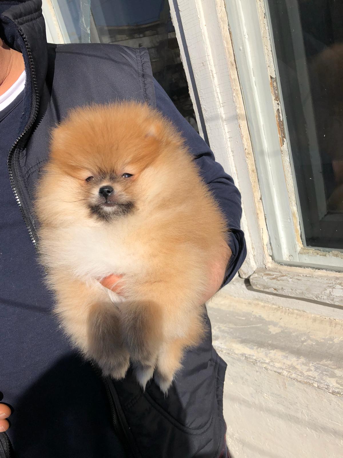 Vanzari caini de rasa Affenpinscher, Pui pomeranian