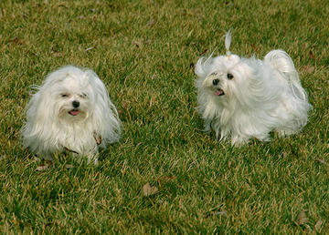 Vanzari caini de rasa Bishon maltez, vind super catei de bison maltez